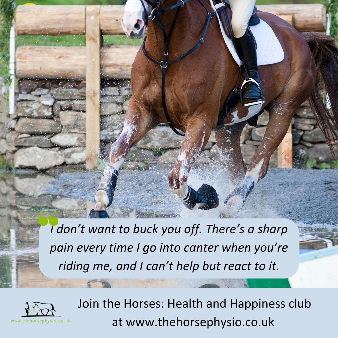 "Please listen to me" - The Horse Physio - Sue Palmer