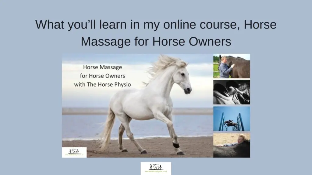 Equine Massage Therapy Quotes